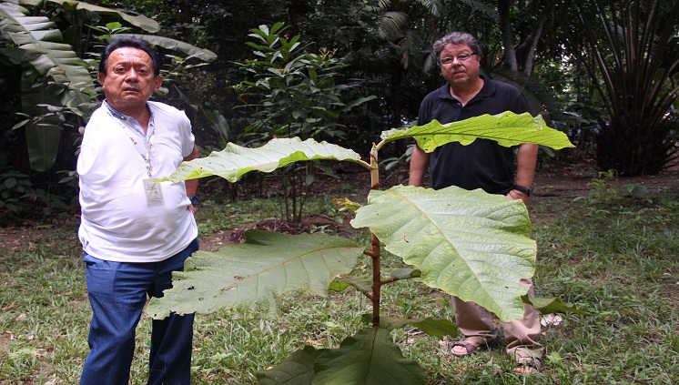 Instituto Nacional de Pesquisas da Amazônia - Árvore com maior folha do ...